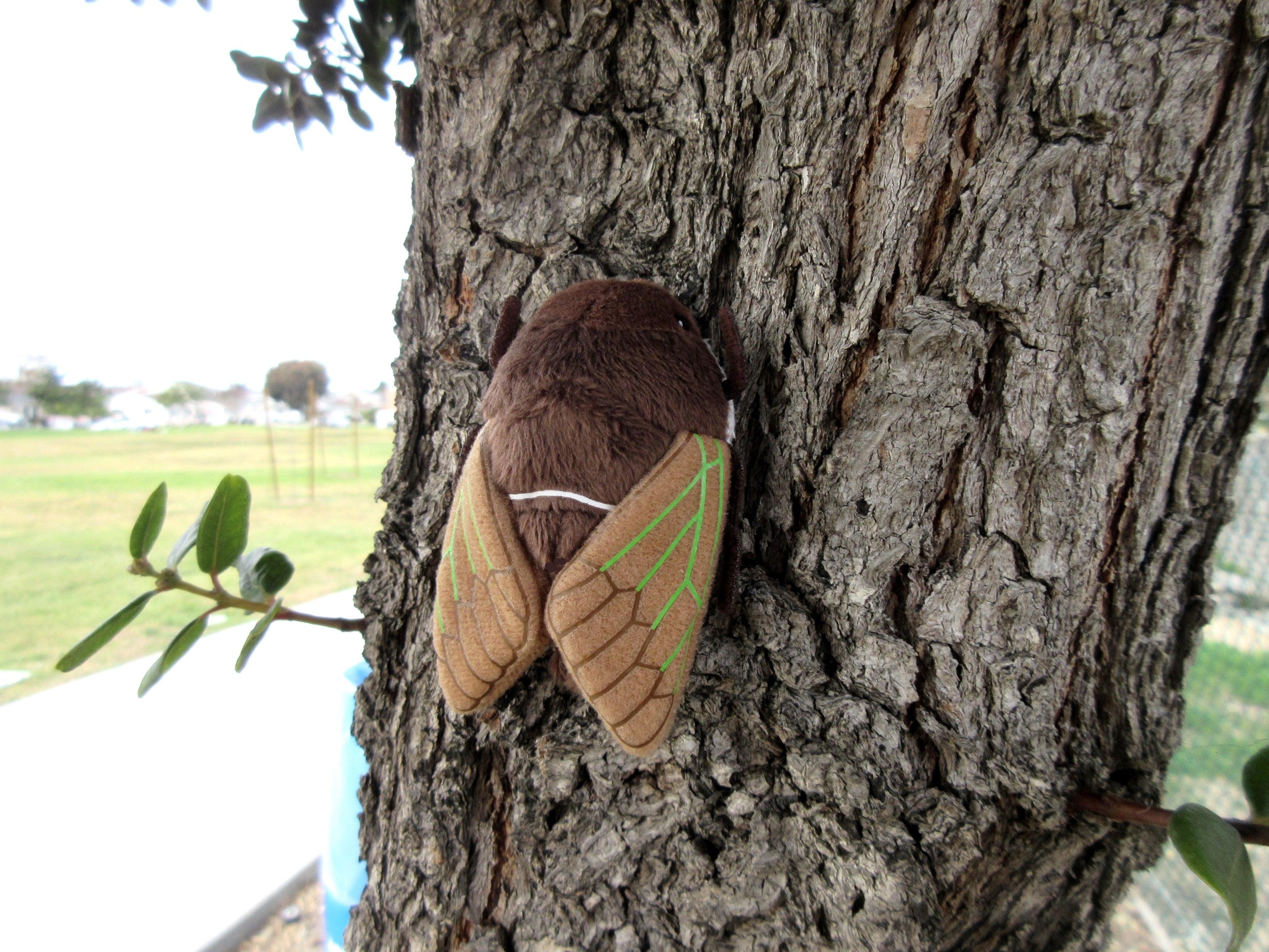 Brown Cicada Plush with Strap – JDM CAR PARTS